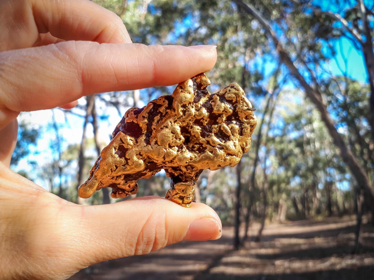 Australian gold’s cat-like reflexes